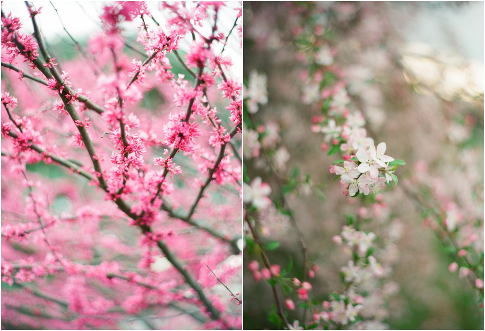 Spring in Kentucky :: Kentucky Nature Photographer » Nina Mullins